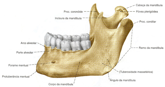 Rehabilitación orofacial en fisioterapia