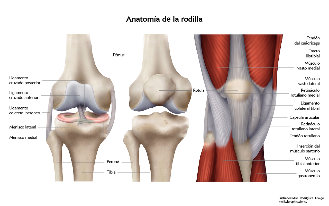 Anatom a De La Rodilla Ligamentos M sculos Huesos TUGY Anatom a De La Rodilla Ligamentos M sculos Huesos TUGY